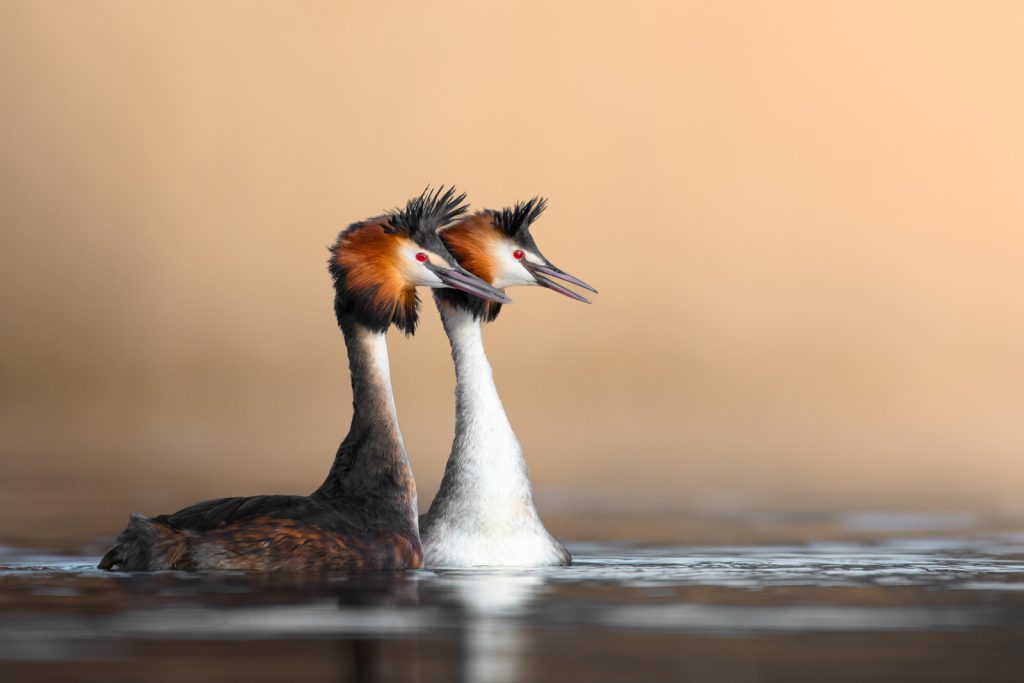 How to Use a Floating Blind for Nature Photography - Nature TTL