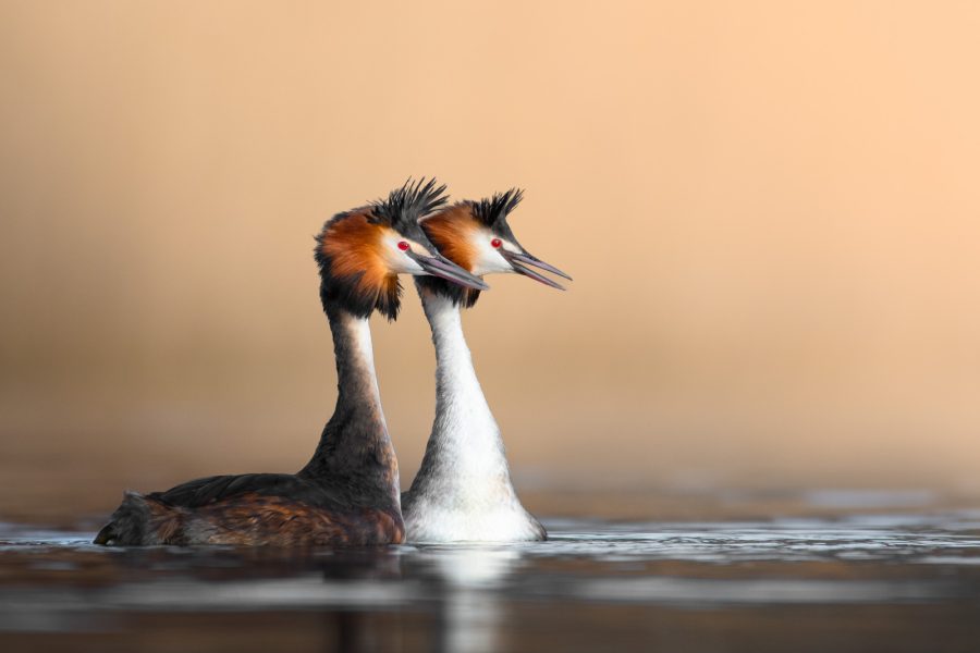 How to Use a Floating Blind for Nature Photography - Nature TTL