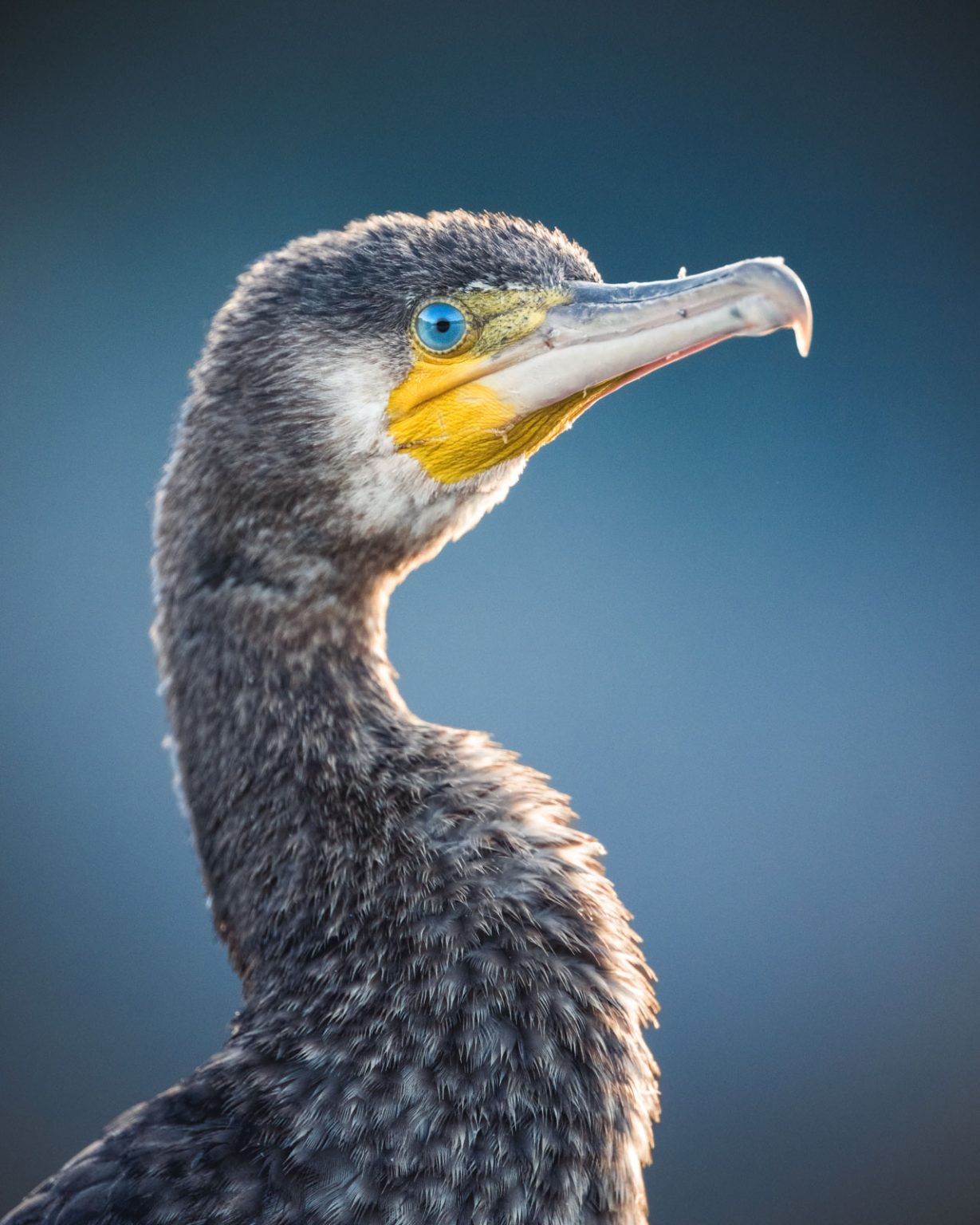 How to Use a Floating Blind for Nature Photography - ChinaGoSmart News ...