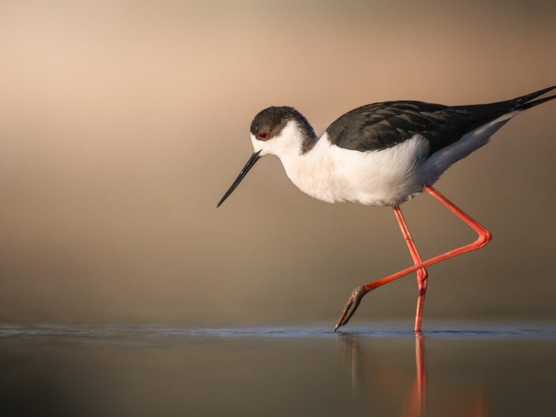 What's the Best Portable Wildlife Photography Hide? - Nature TTL