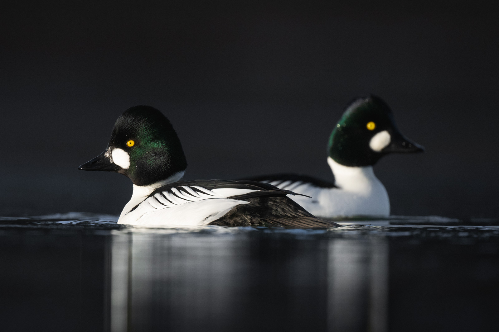 How to Use a Floating Blind for Nature Photography - ChinaGoSmart News ...