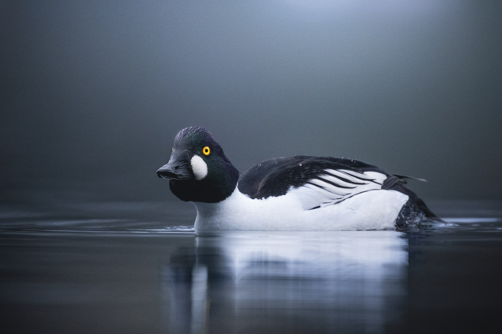 How to Use a Floating Blind for Nature Photography - Nature TTL