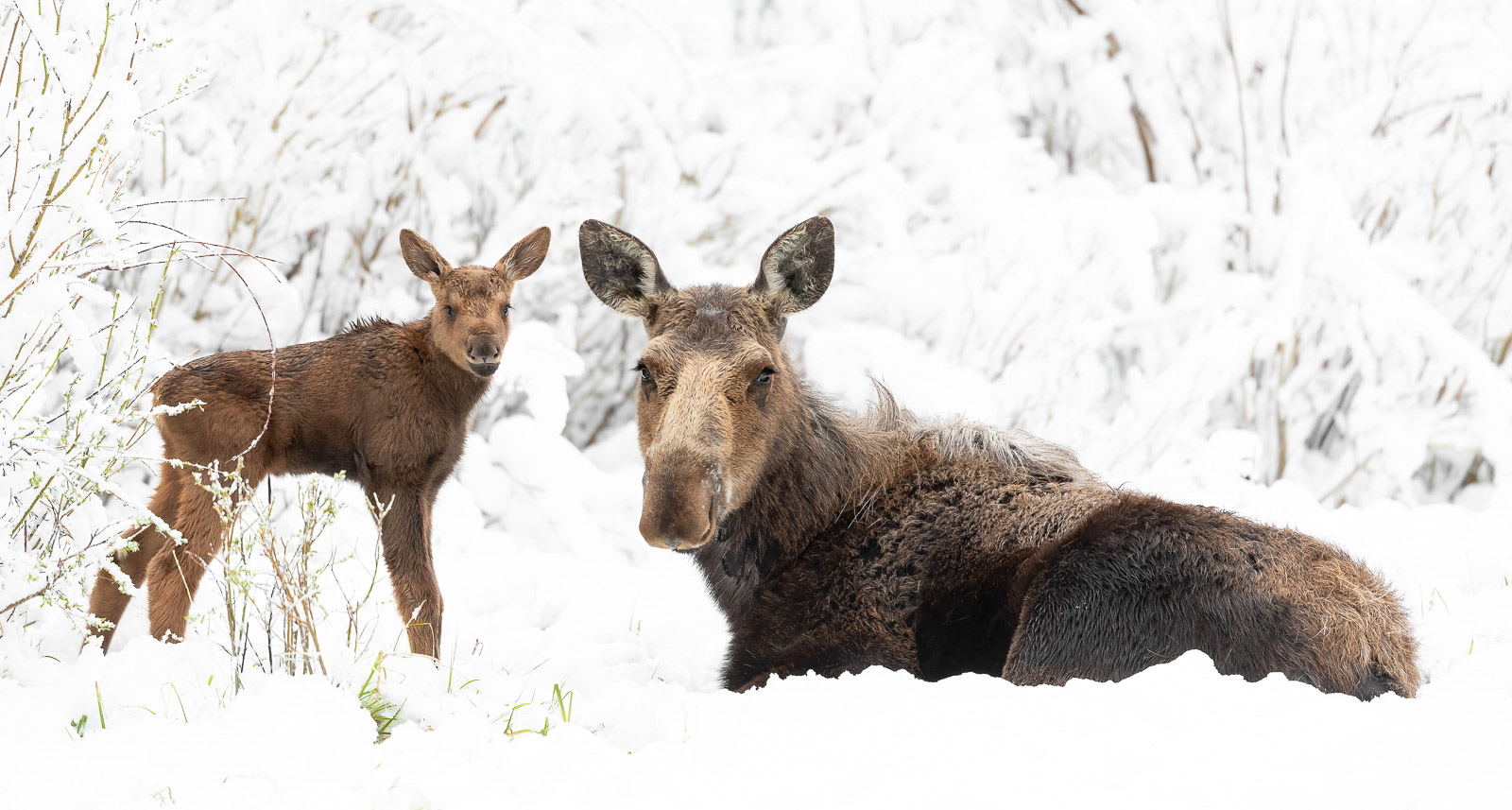 How to Photograph Moose - Nature TTL
