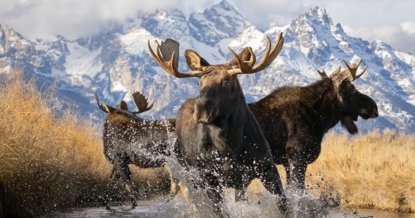 How to Photograph Moose - Nature TTL