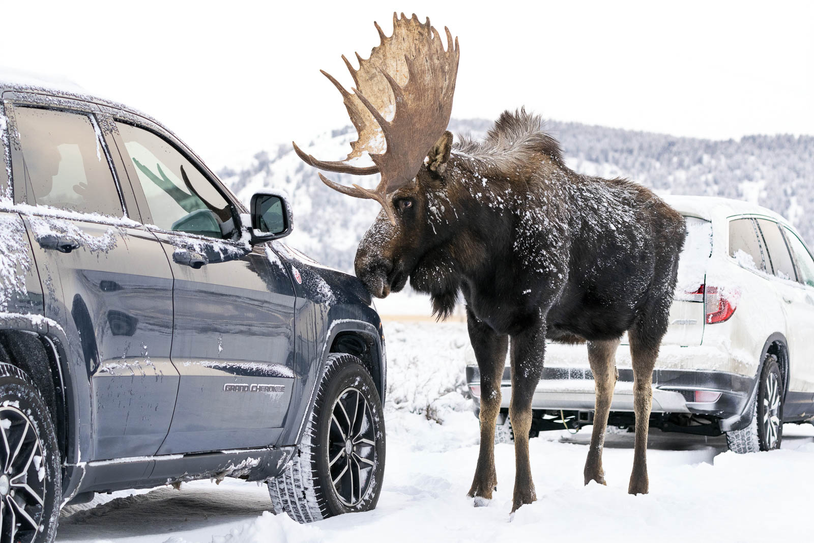 How to Photograph Moose - Nature TTL