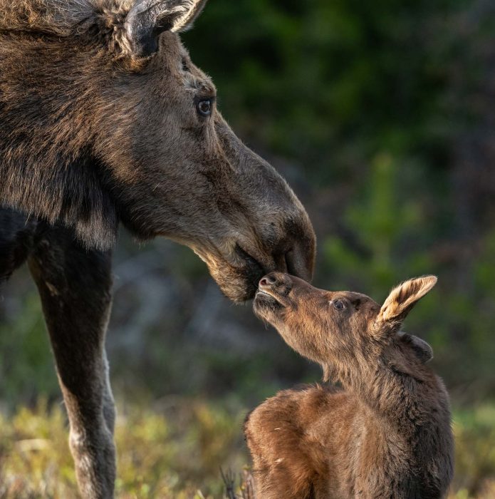 How to Photograph Moose - Nature TTL