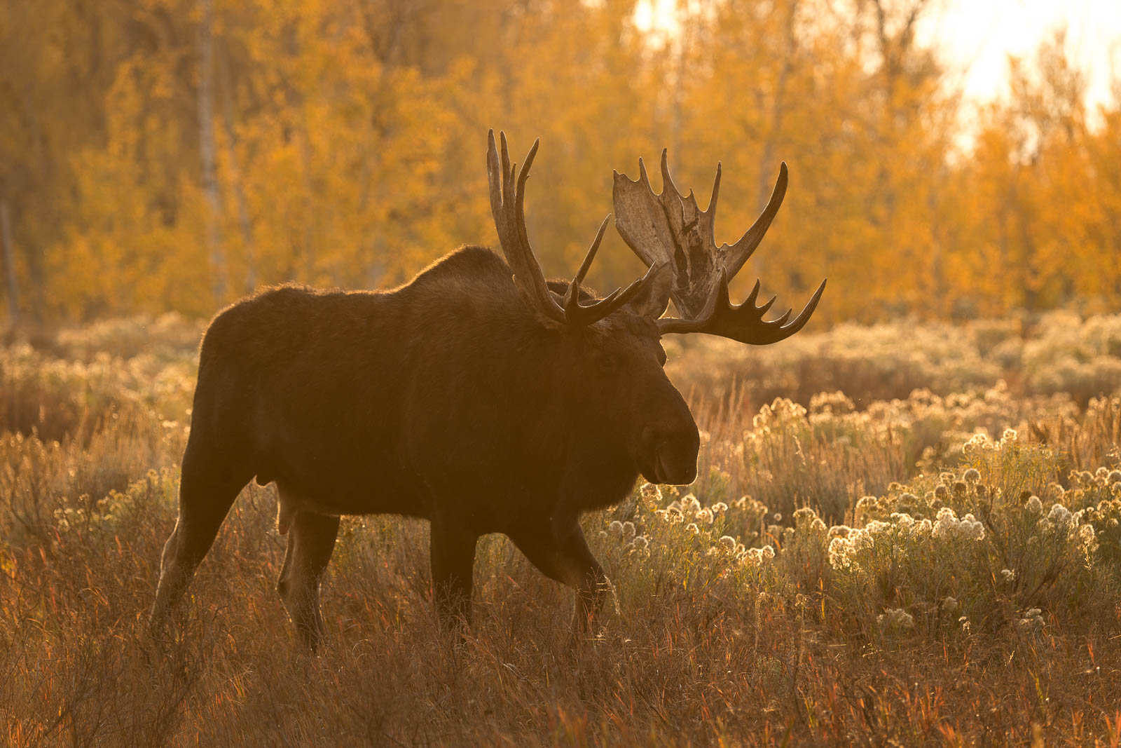 How to Photograph Moose - Nature TTL