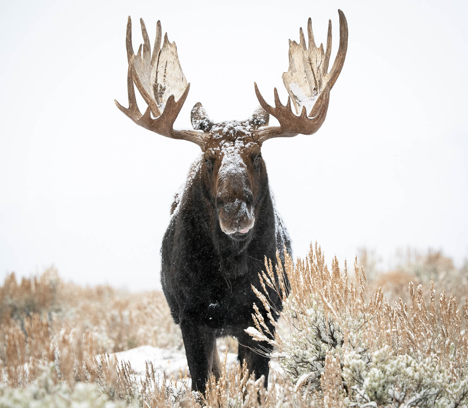 How to Photograph Moose - Nature TTL