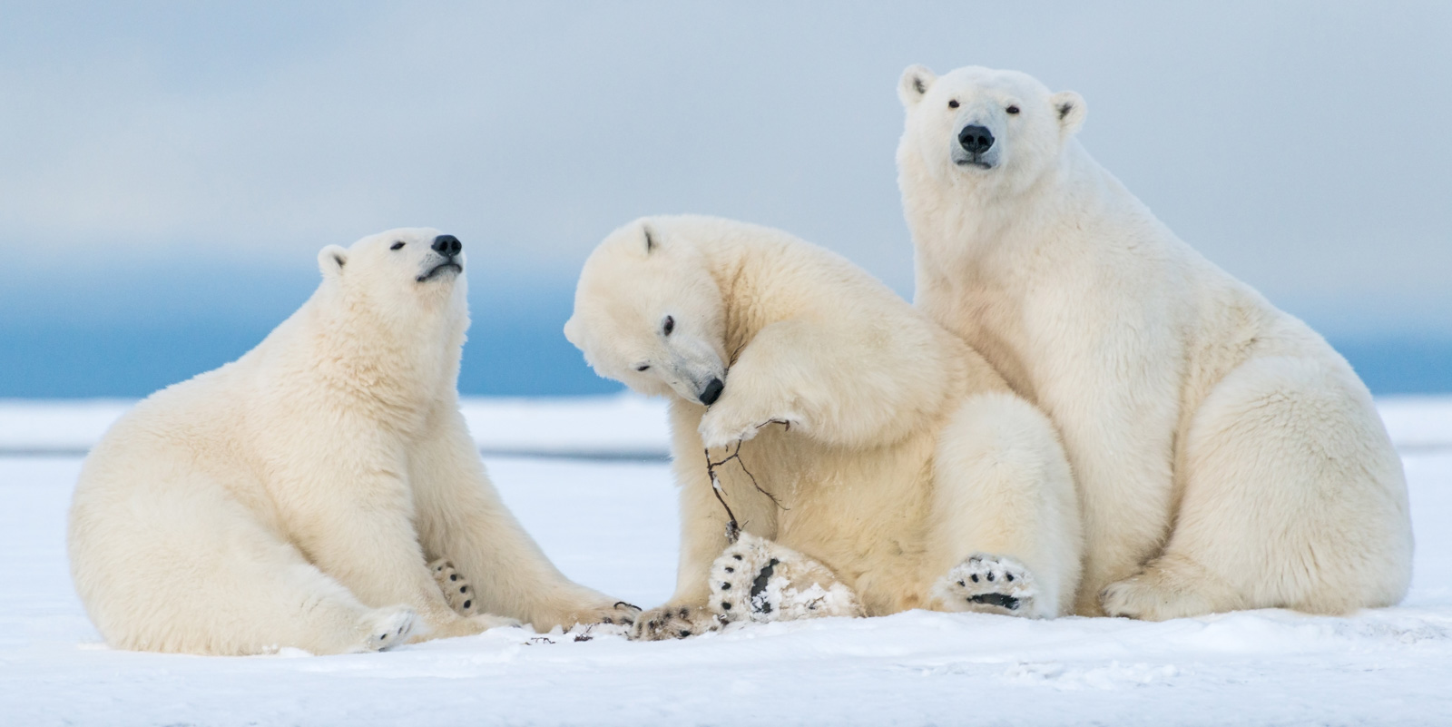 Dawn Wilson: From Amateur to Professional - Nature TTL