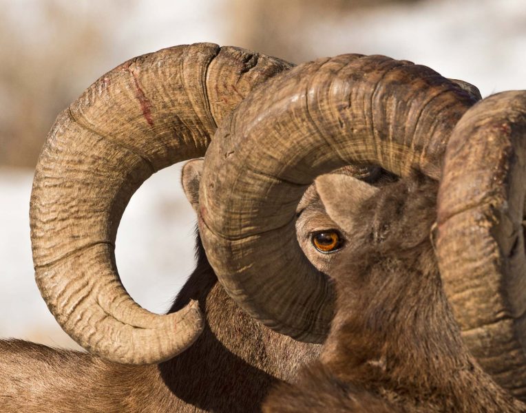 Dawn Wilson: From Amateur to Professional - Nature TTL