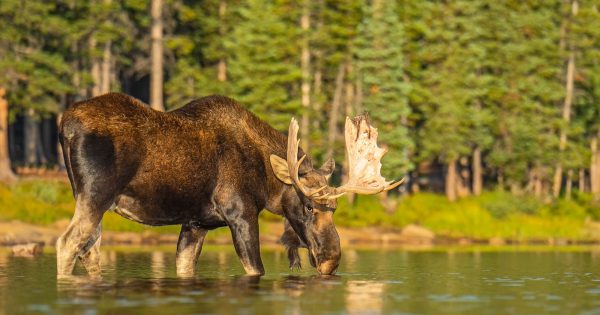Dawn Wilson: From Amateur to Professional - Nature TTL