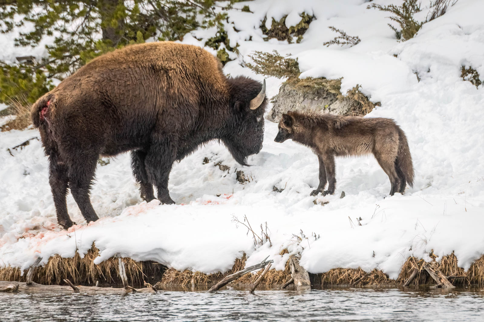 Dawn Wilson: From Amateur to Professional - Nature TTL