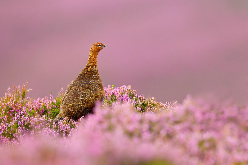 A Guide to Colour Photography for Wildlife Photographers - Nature TTL