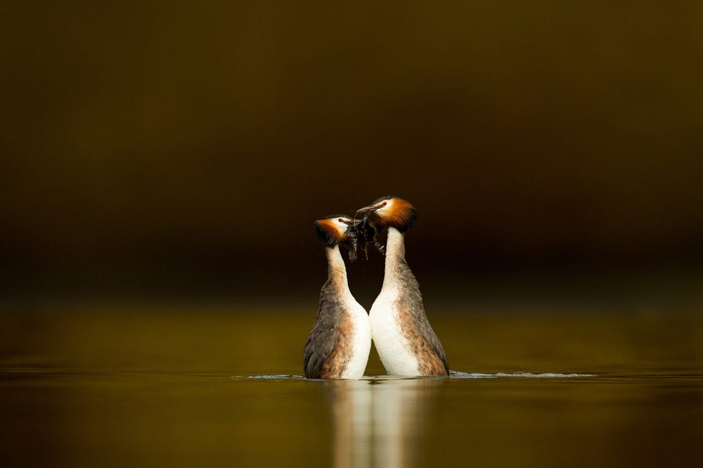 A Guide to Colour Photography for Wildlife Photographers - Nature TTL