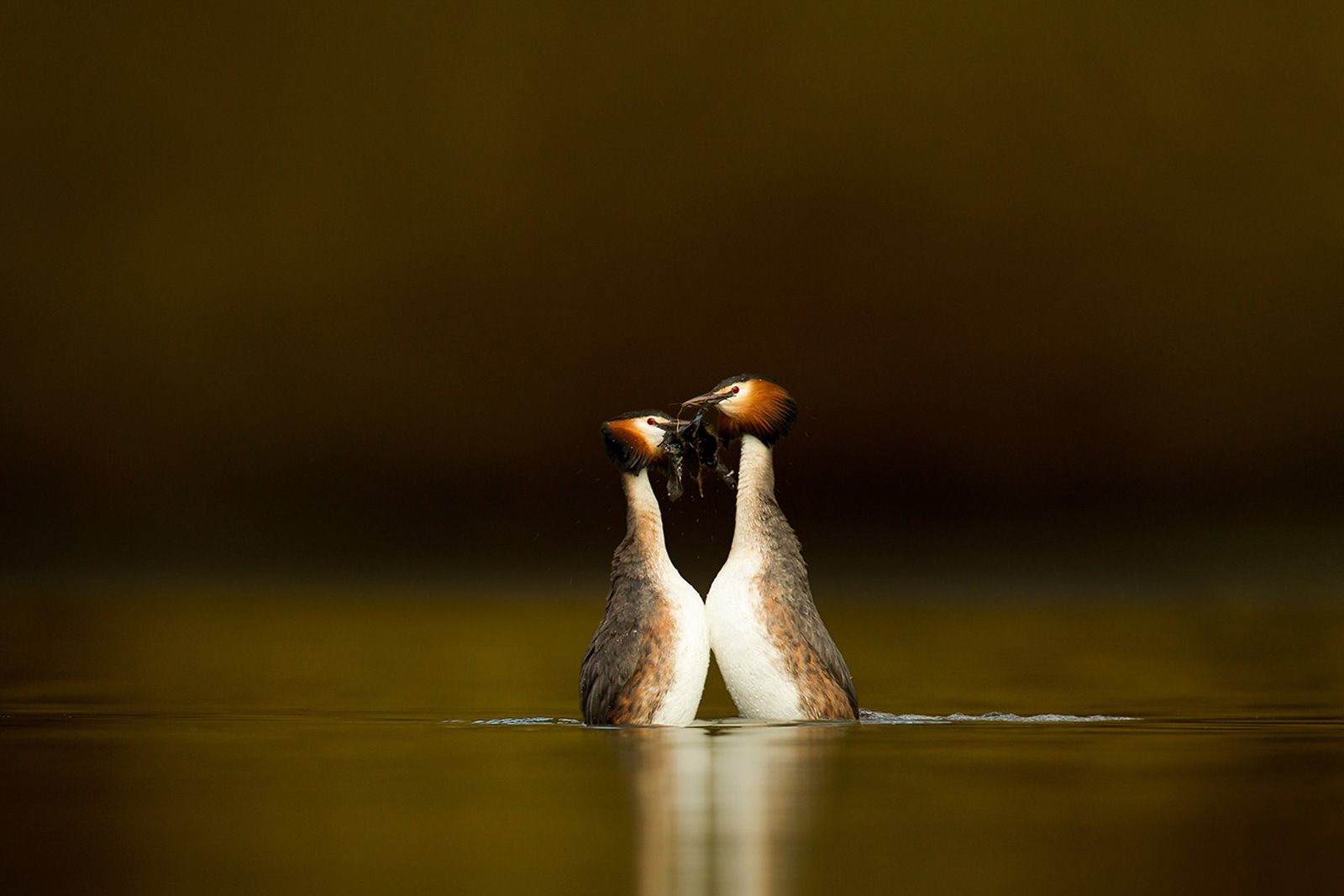 A Guide to Colour Photography for Wildlife Photographers - Nature TTL