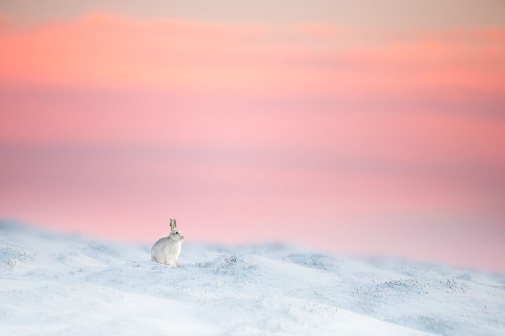 A Guide to Colour Photography for Wildlife Photographers - Nature TTL