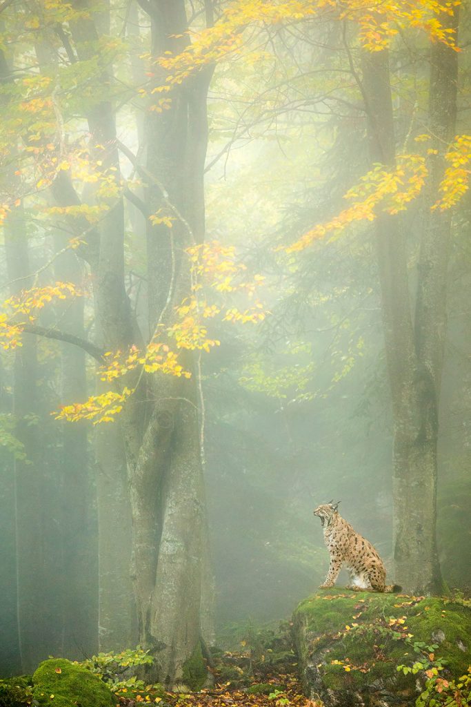 A Guide to Colour Photography for Wildlife Photographers - Nature TTL