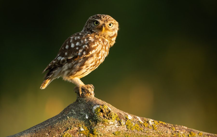 6 Essential Camera Settings for Wildlife Photographers - Nature TTL