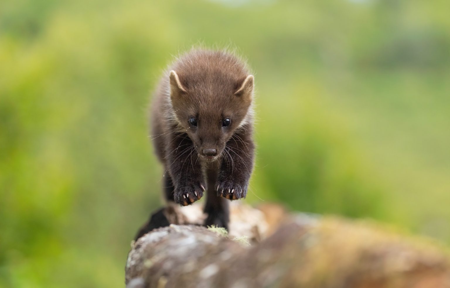 6 Essential Camera Settings for Wildlife Photographers - Nature TTL