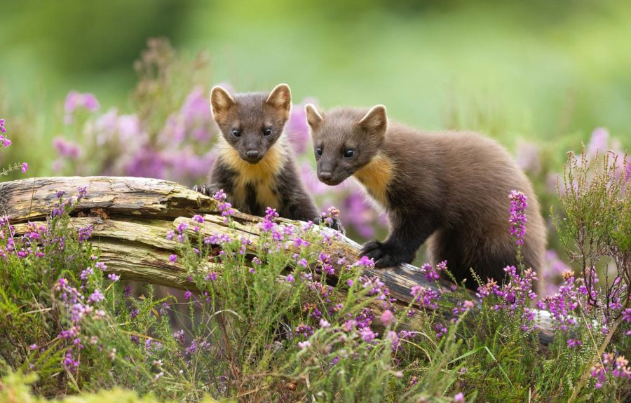 6 Essential Camera Settings for Wildlife Photographers - Nature TTL