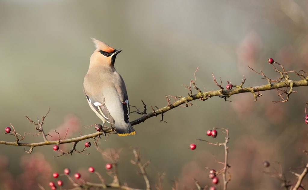 6 Essential Camera Settings for Wildlife Photographers - Nature TTL