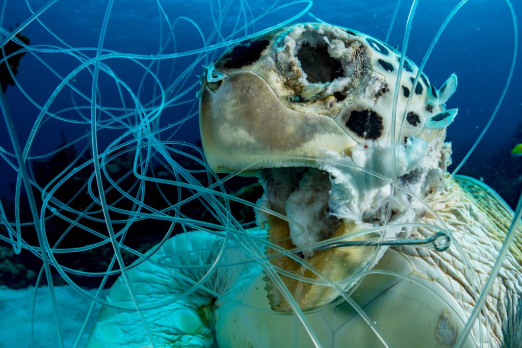 Capturing Conservation: Navigating the Path to Success as a ...