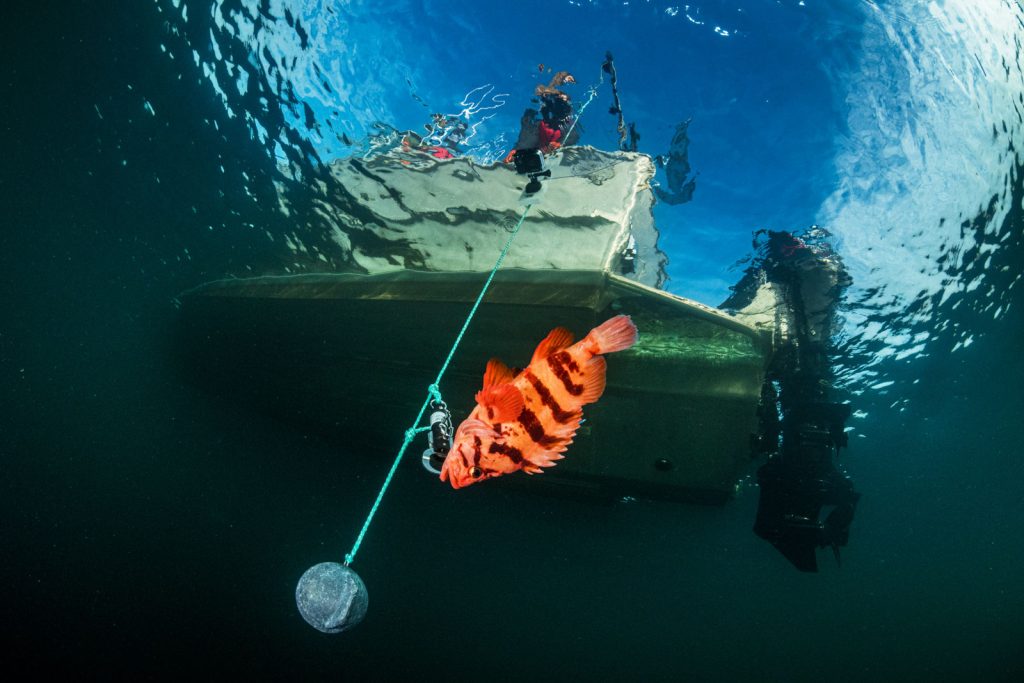 Capturing Conservation: Navigating the Path to Success as a ...