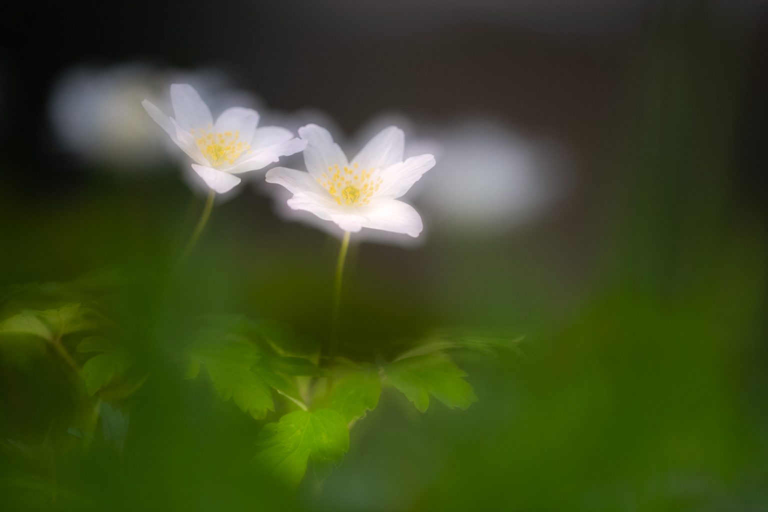 How to Use the Orton Effect - Nature TTL