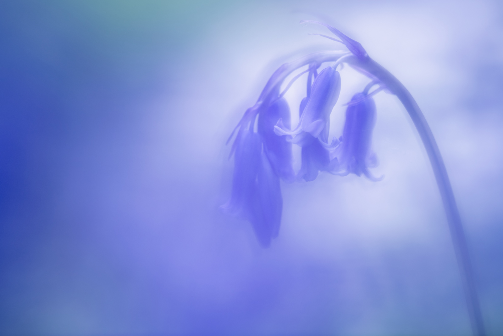 How to Use the Orton Effect - Nature TTL