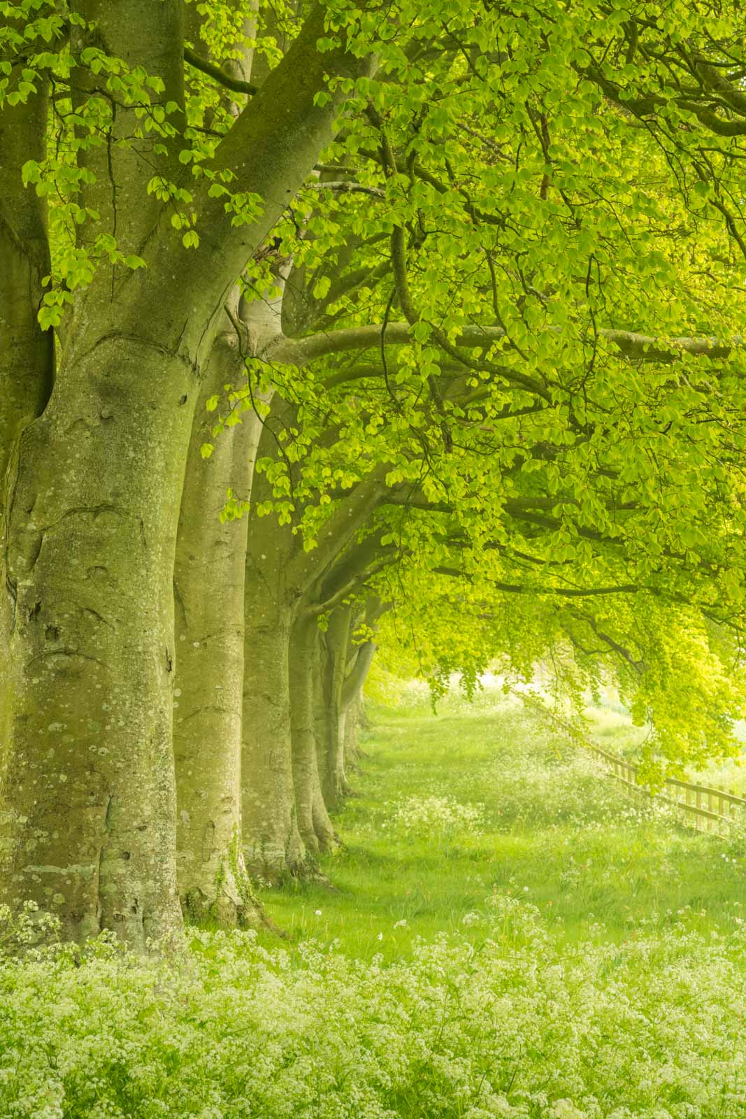 How to Use the Orton Effect - ChinaGoSmart News Magazine