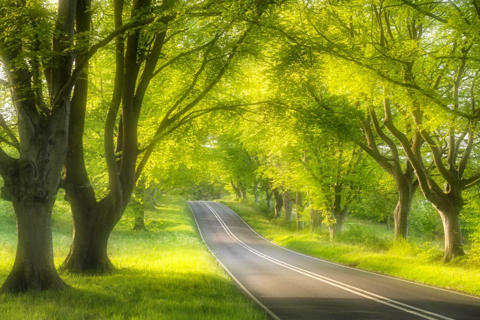 How to Use the Orton Effect - Nature TTL