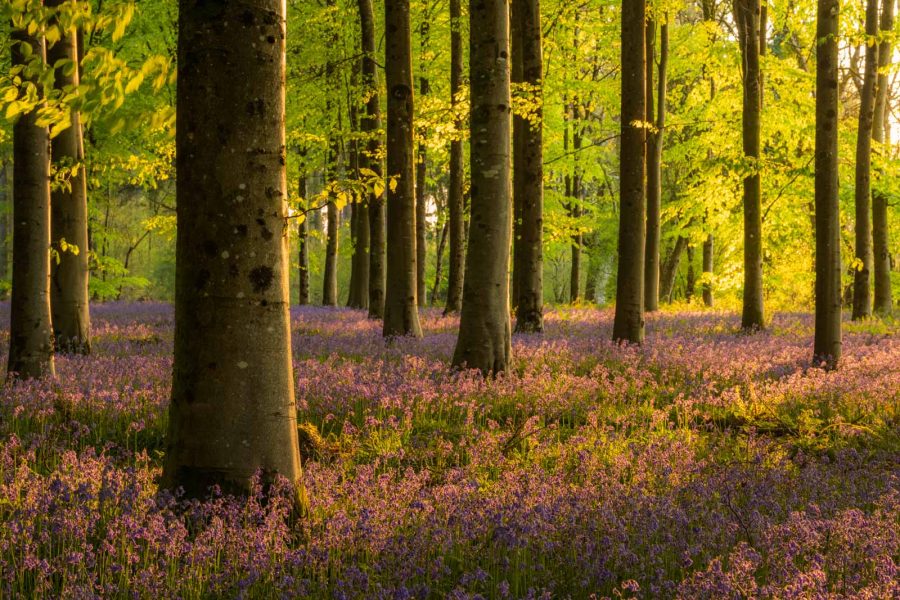 How to Use the Orton Effect - Nature TTL