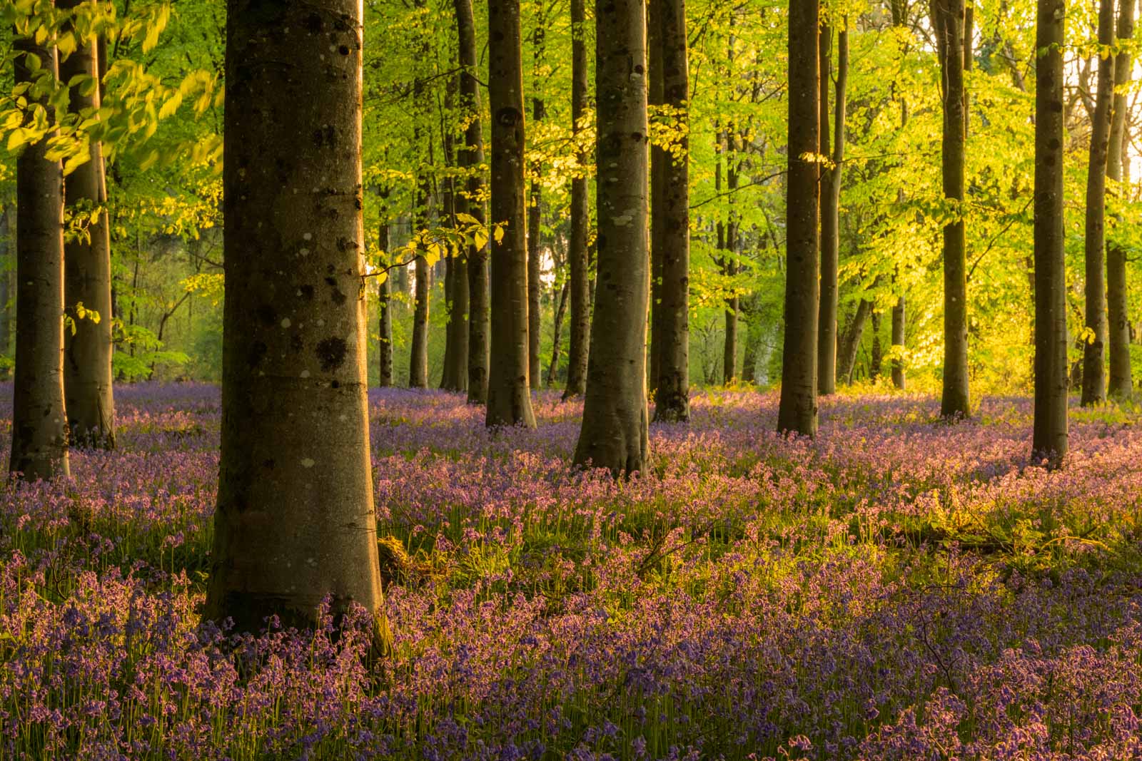 How to Use the Orton Effect - Nature TTL