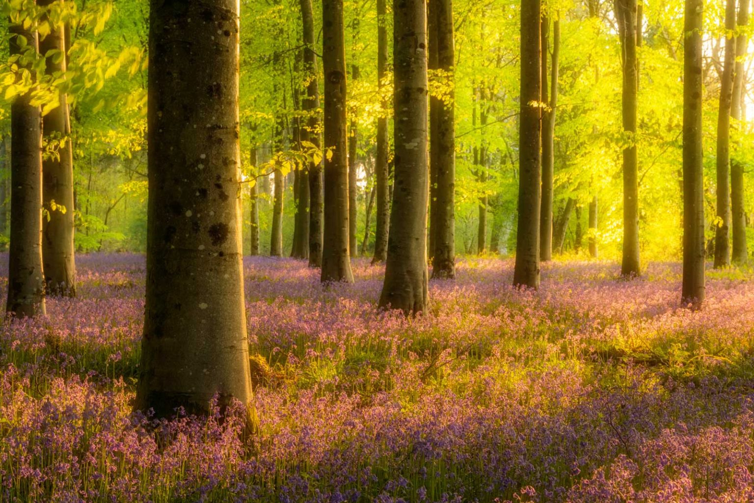 How to Use the Orton Effect - Nature TTL