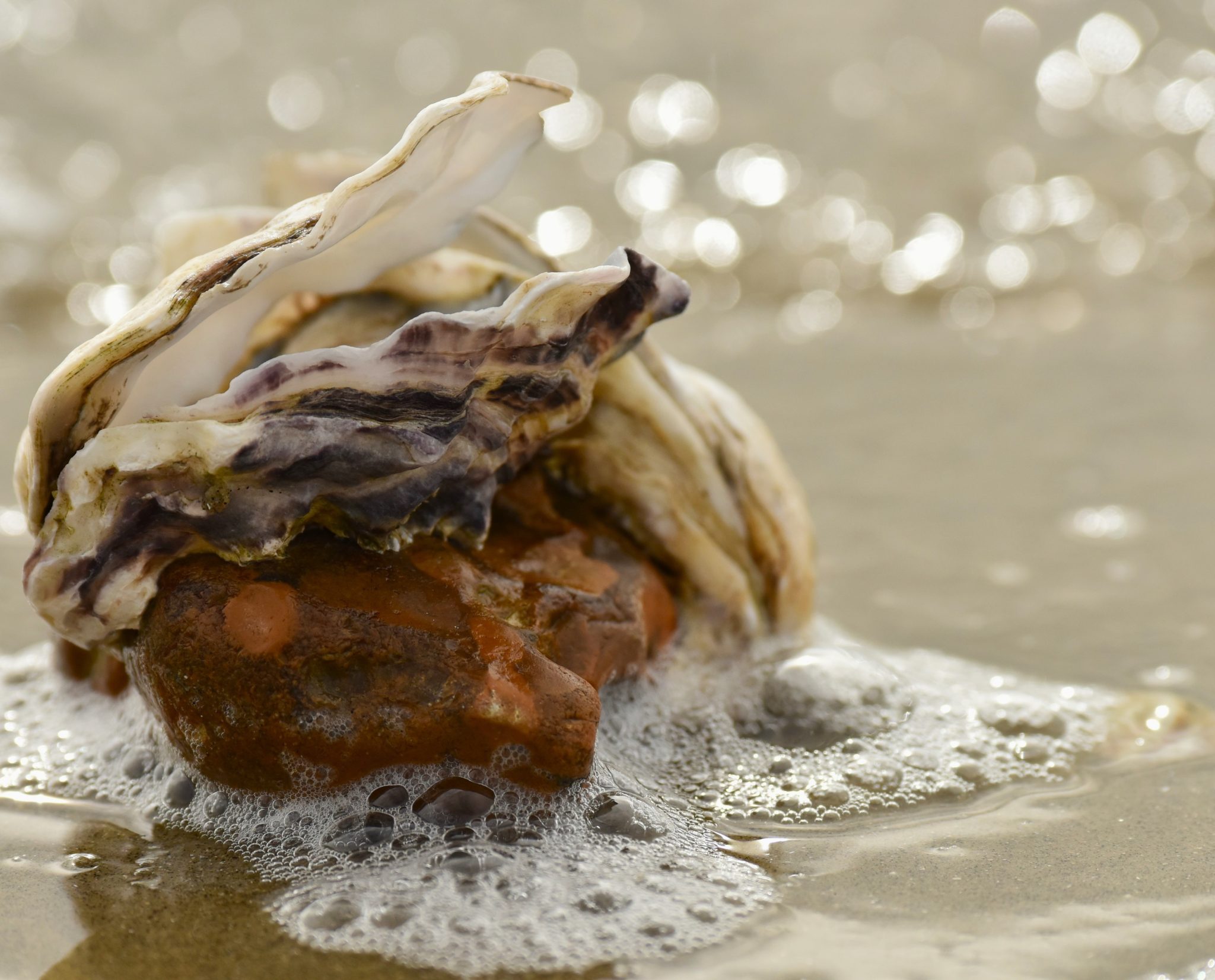 Weekly Photography Assignment: Birds - Nature TTL