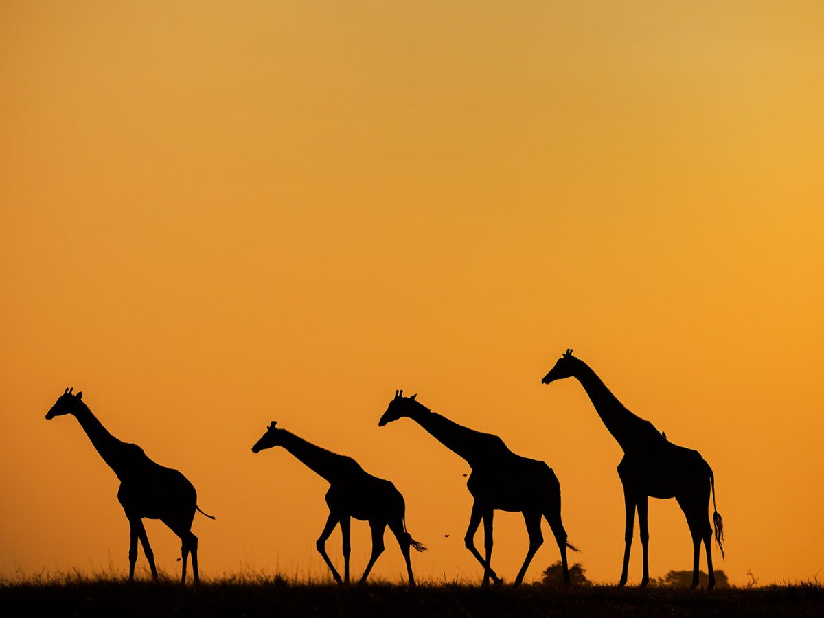 Tips for Great Safari Photos in Africa - Nature TTL