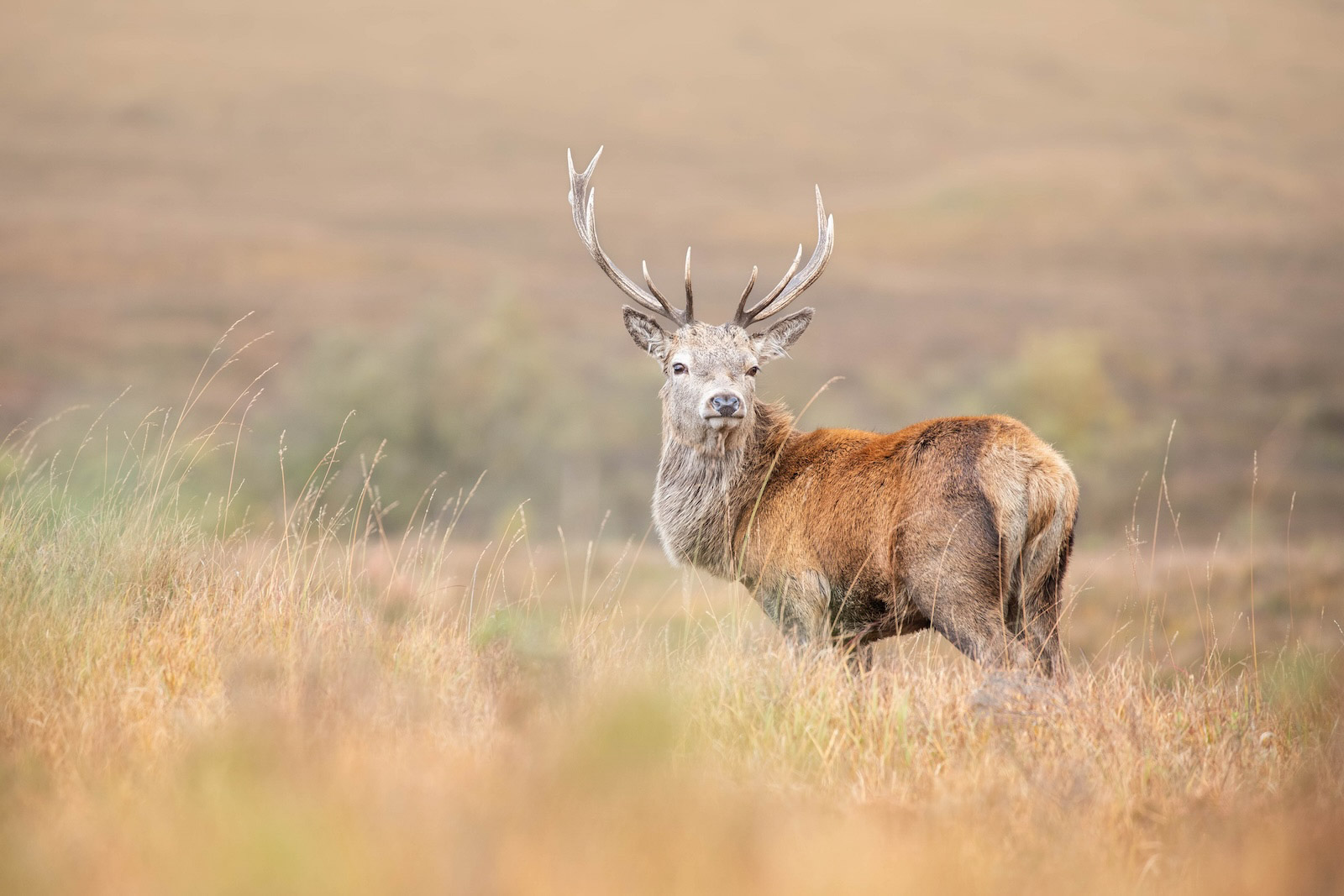 Devon Wildlife Photography: 8 Top Locations - Nature TTL