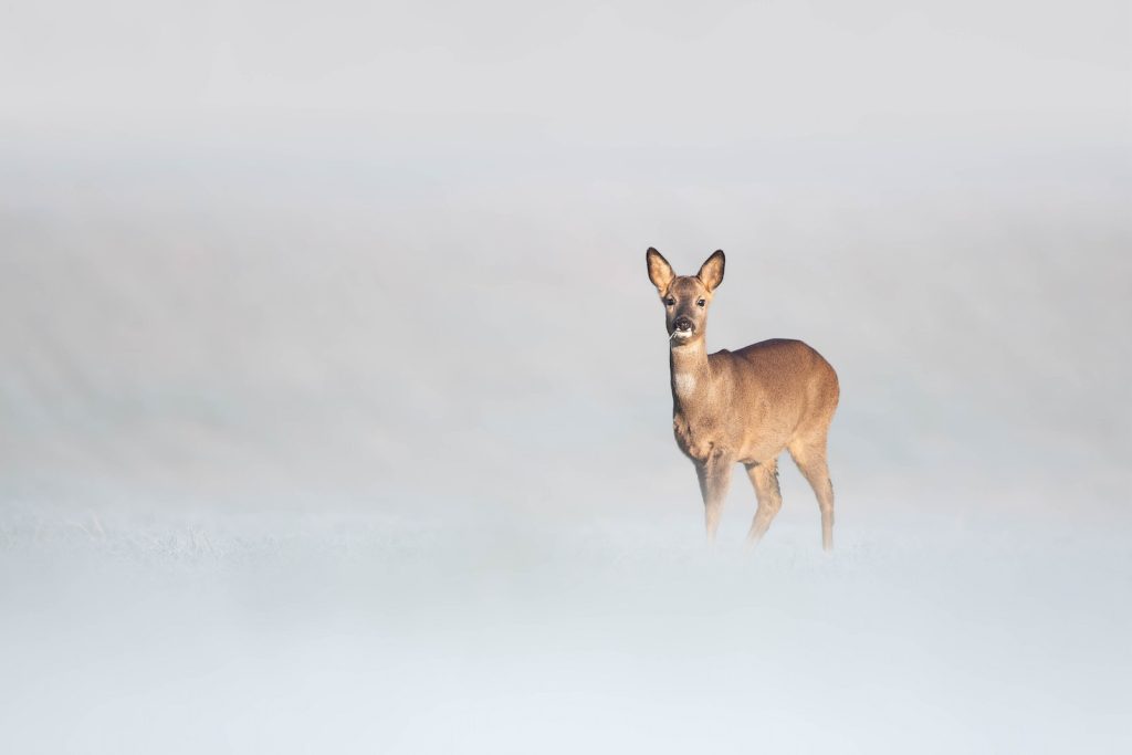 Devon Wildlife Photography: 8 Top Locations - Nature TTL