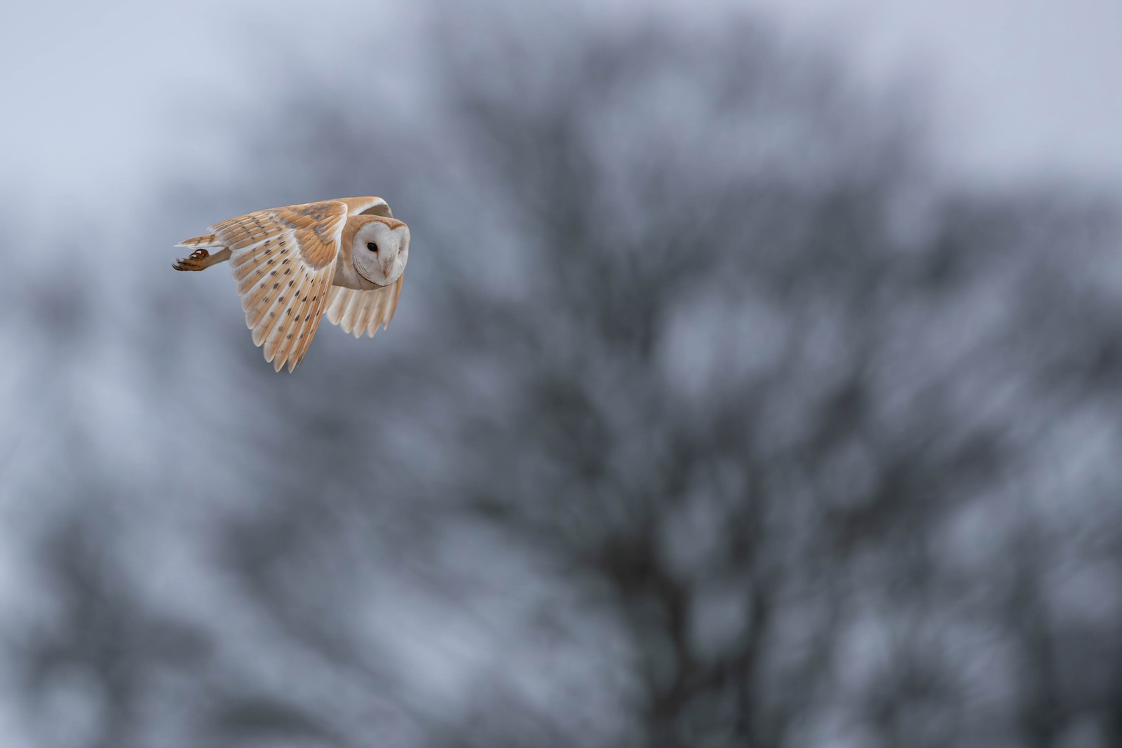 Devon Wildlife Photography: 8 Top Locations - Nature TTL