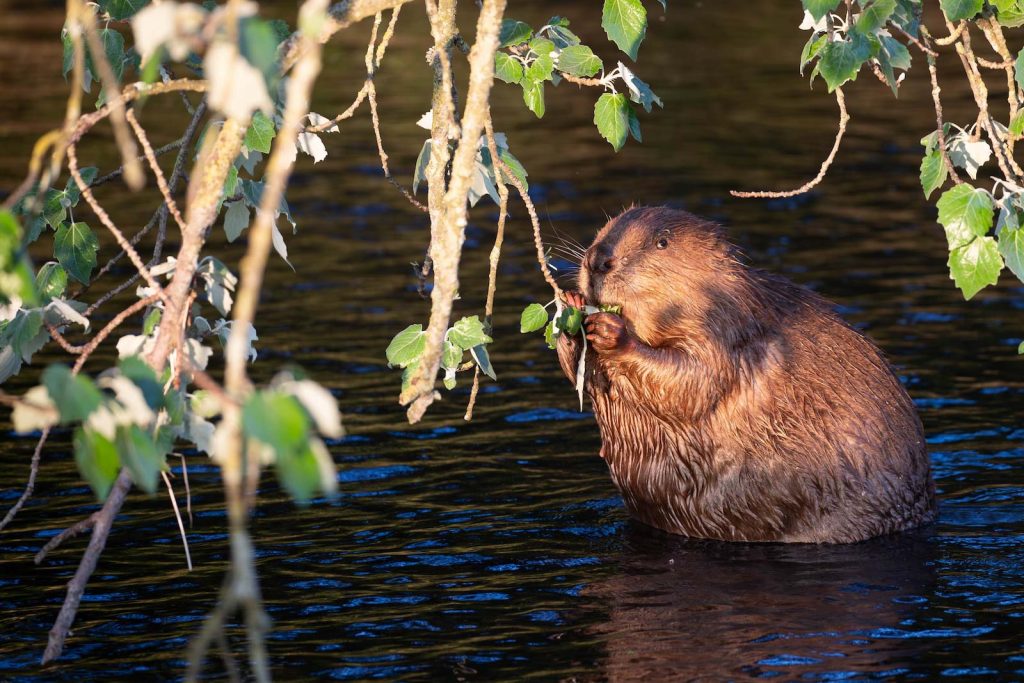 Devon Wildlife Photography: 8 Top Locations - Nature TTL
