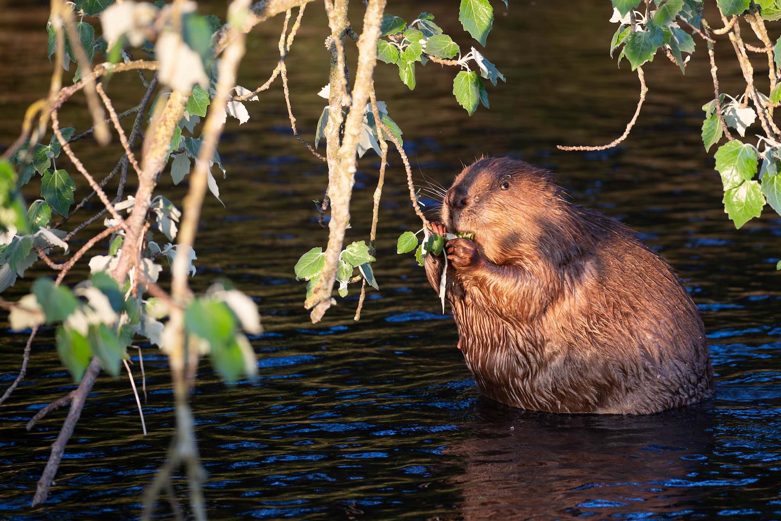 Devon Wildlife Photography: 8 Top Locations - Nature TTL