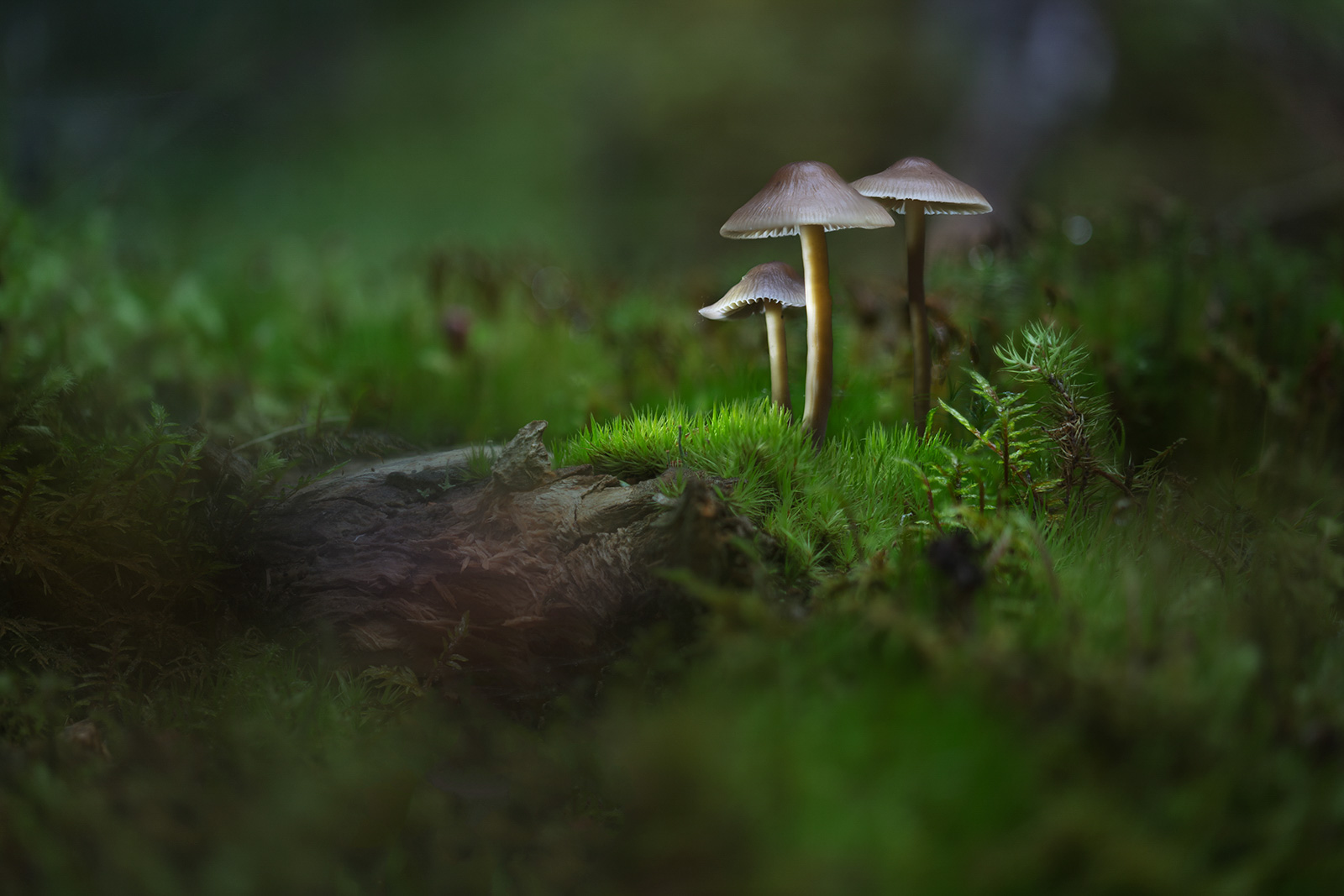 A Guide to Setting Nature Photography Goals - Nature TTL