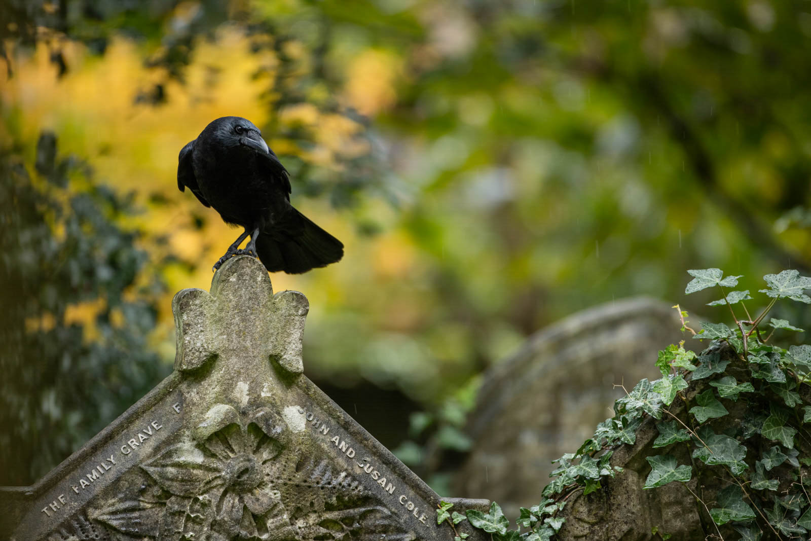 A Guide to Urban Bird Photography - Nature TTL