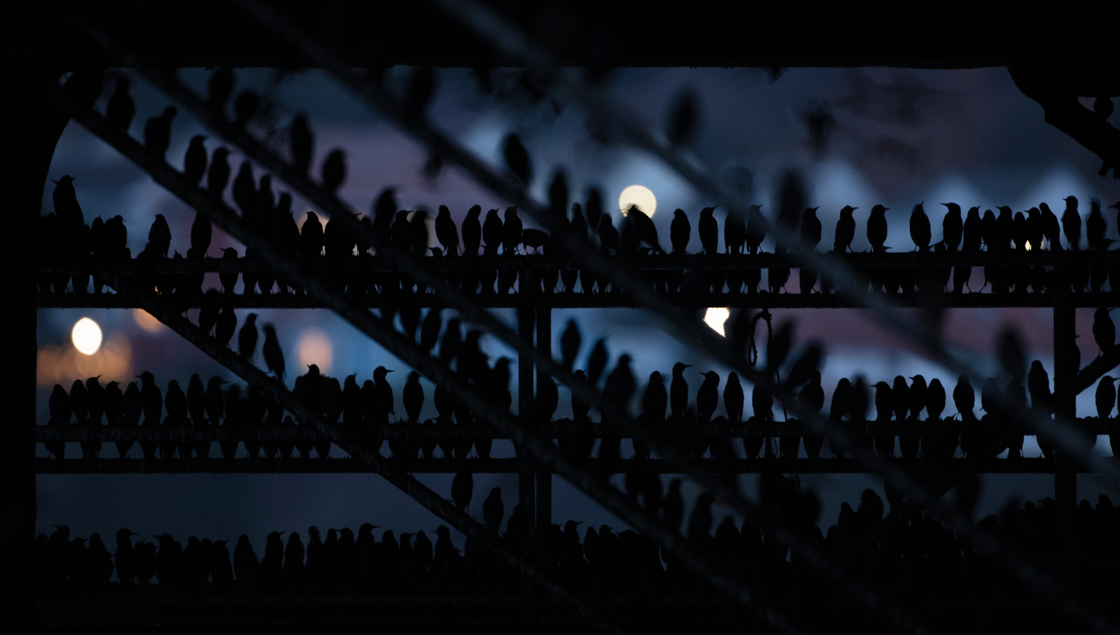 A Guide to Urban Bird Photography - ChinaGoSmart News Magazine