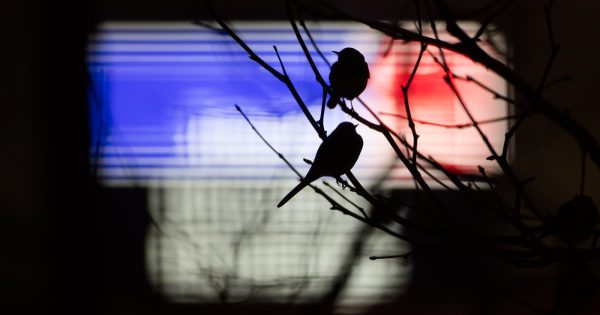 A Guide to Urban Bird Photography - Nature TTL