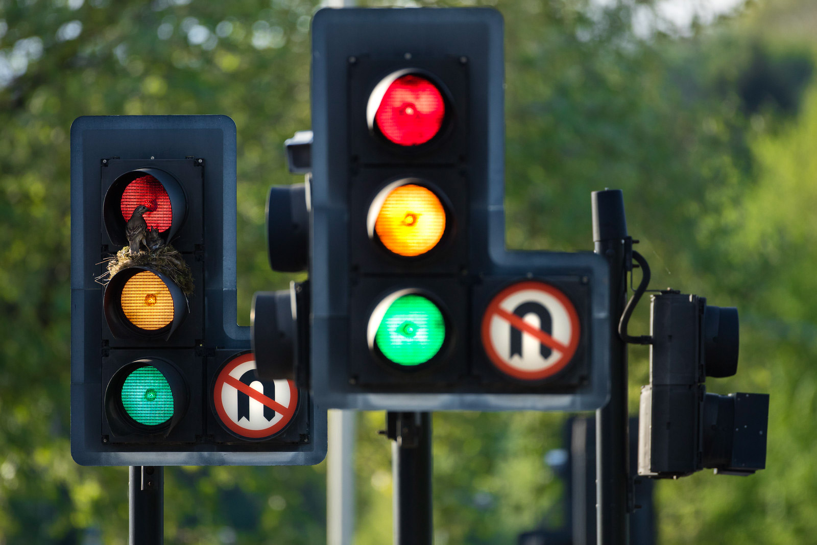 A Guide to Urban Bird Photography - Nature TTL