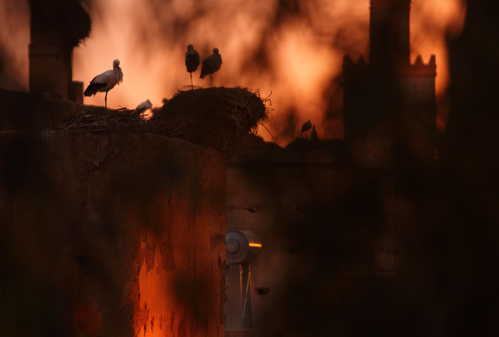 A Guide to Urban Bird Photography - ChinaGoSmart News Magazine