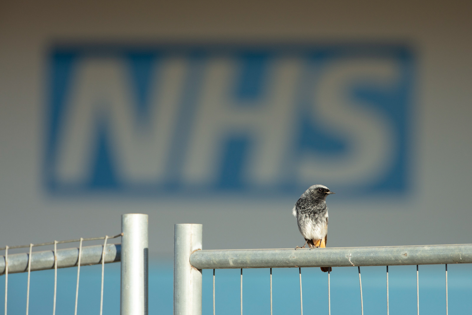 A Guide to Urban Bird Photography - ChinaGoSmart News Magazine