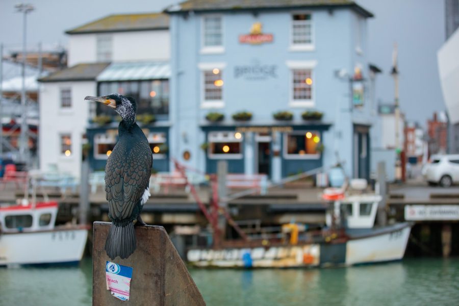 A Guide to Urban Bird Photography - Nature TTL