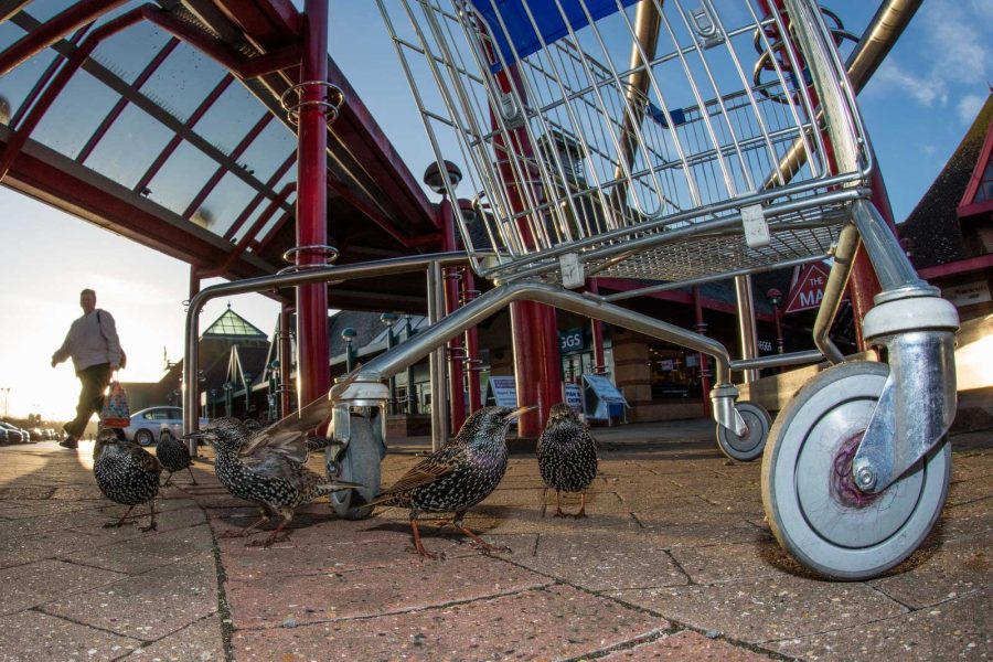 A Guide to Urban Bird Photography - Nature TTL